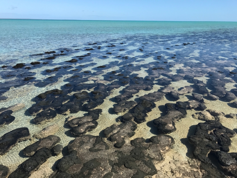 Boolagoorda Walk at Hamelin Pool, W.A. - Walking Maps
