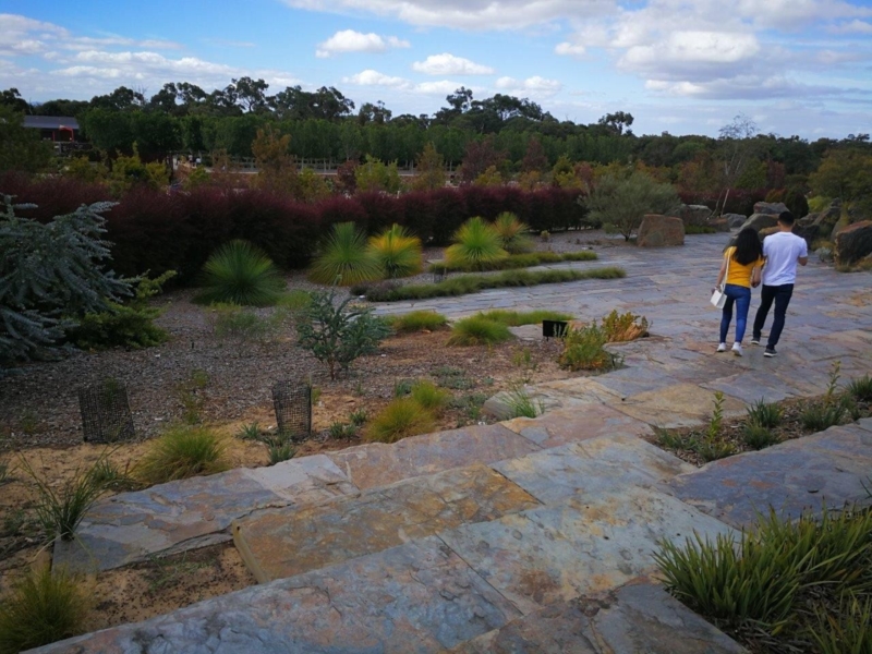 Cranbourne Gardens walk, Royal Botanic Gardens Victoria - Walking Maps