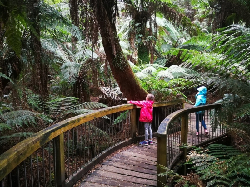Maits Rest Rainforest Walk, Otway Ranges - Walking Maps