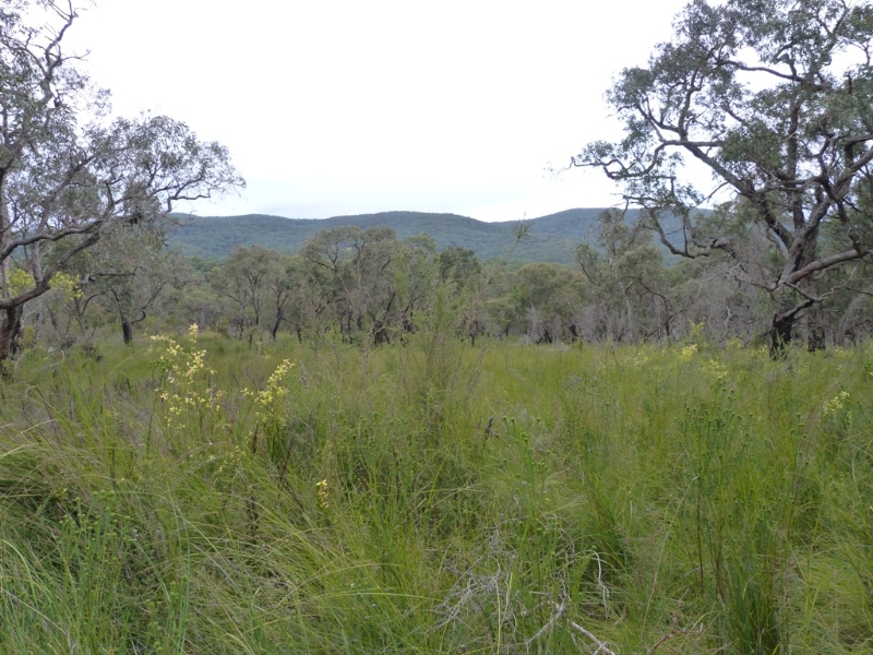 Button Grass Walk (Bunyip State Park) - Walking Maps