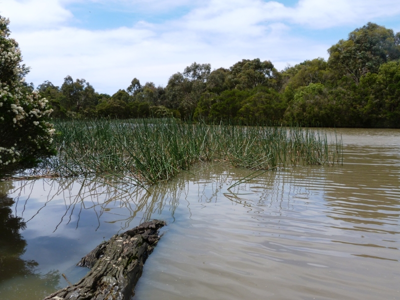 Jells Park Walk, Wheelers Hill - Walking Maps