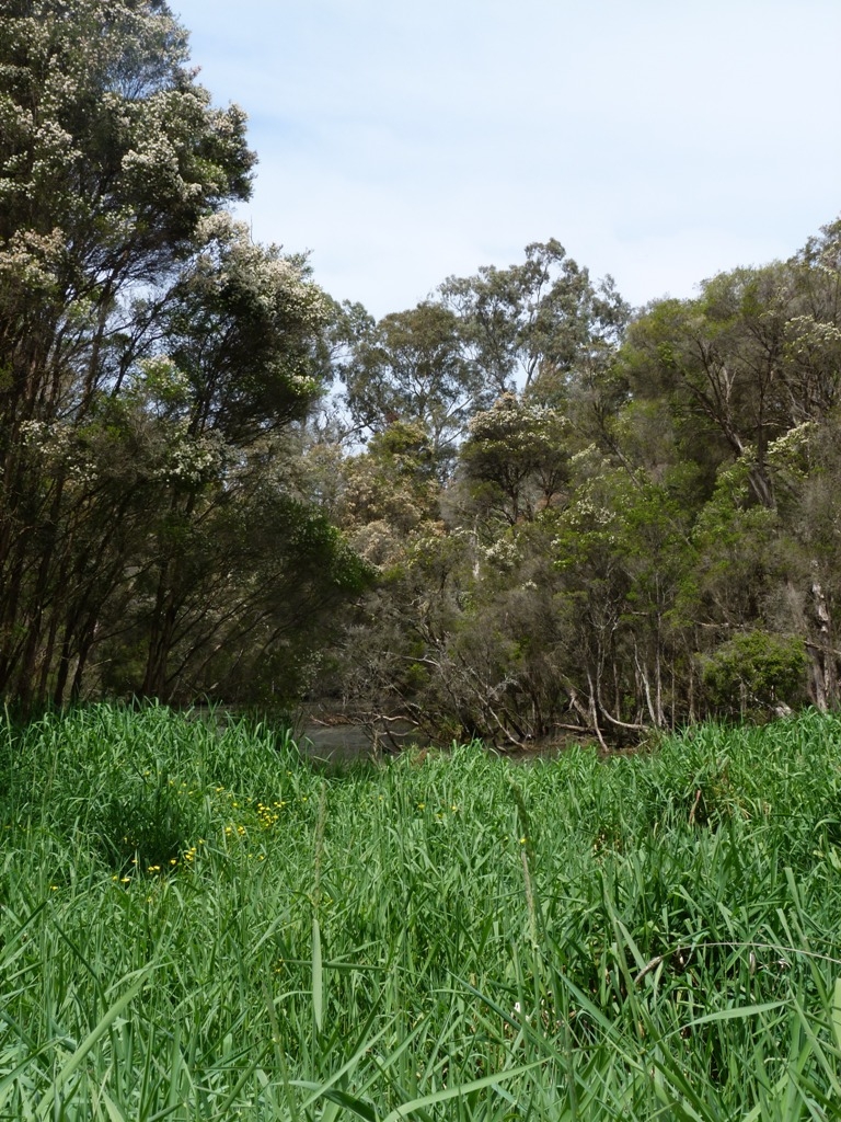 Jells Park Walk, Wheelers Hill - Walking Maps