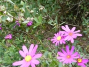Loo-Errn Track, Wilsons Promontory - Walking Maps